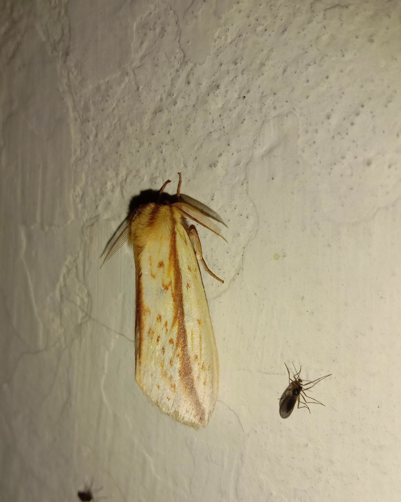 Bireta longivitta from CJGW+JFC, Parvada, South Gola Range, Uttarakhand ...