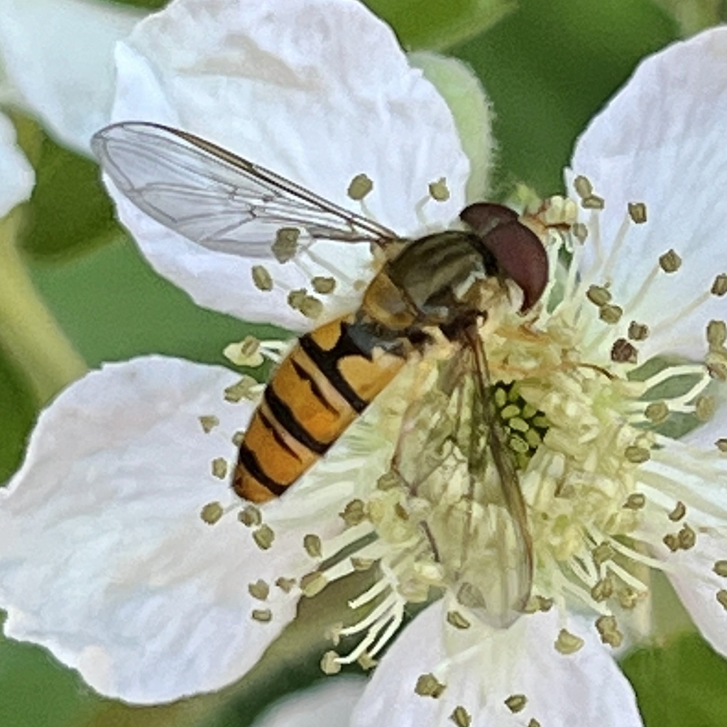 Marmalade Hover Fly in June 2023 by S-Y-R · iNaturalist United Kingdom