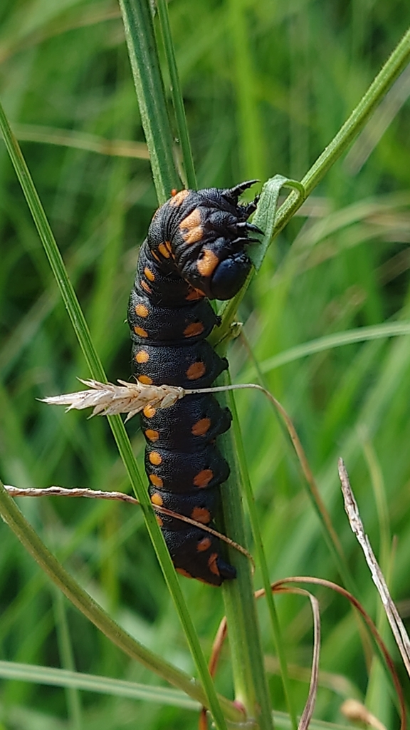 Cucullia lucifuga from Wallgau, 82499 Wallgau, Deutschland on July 22 ...
