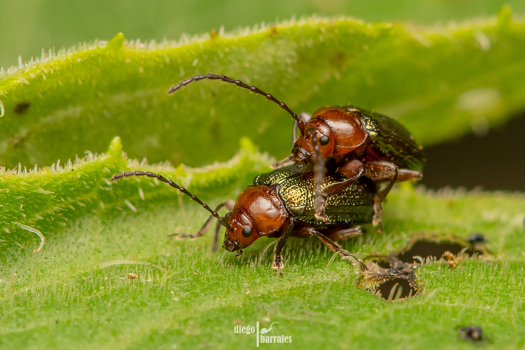 Plectrotetra multipunctata from Mineral del Chico, Hgo., México on July ...