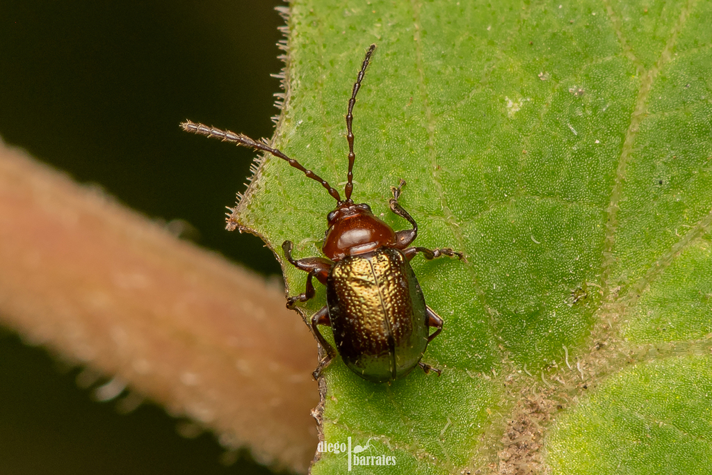 Plectrotetra multipunctata from Mineral del Chico, Hgo., México on July ...