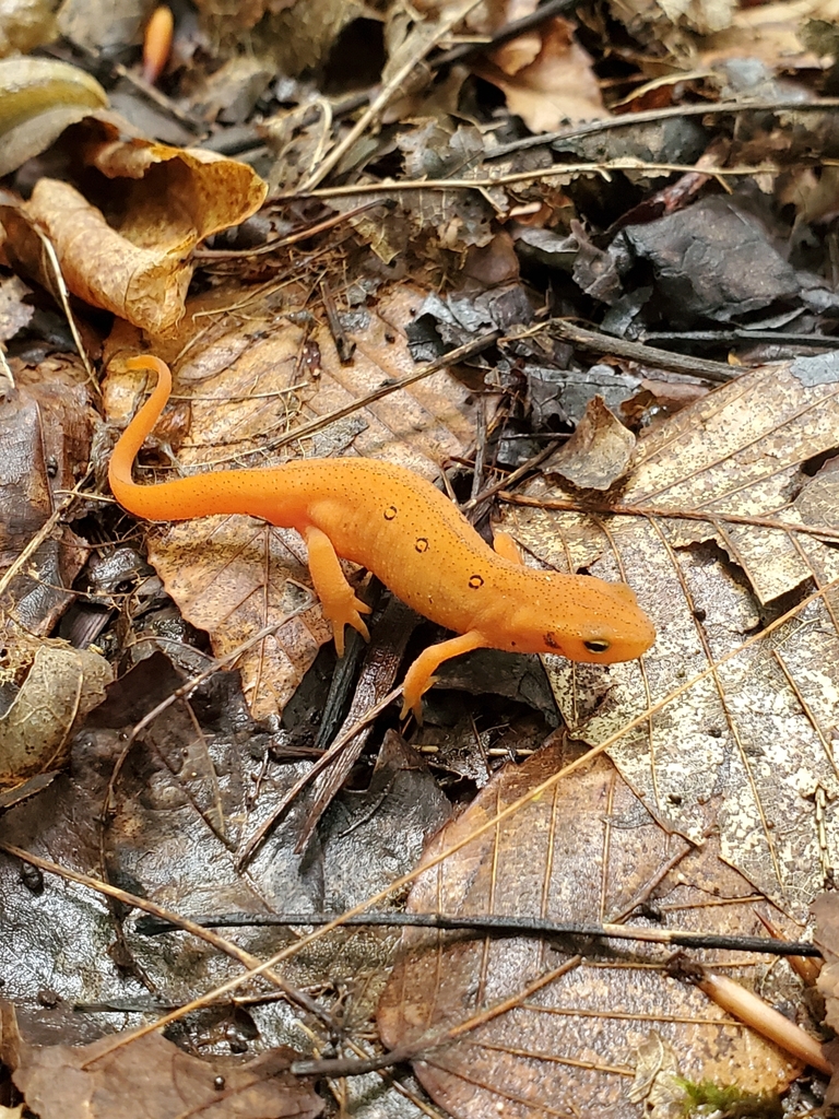 Eastern Newt from Tully, NY, USA on July 27, 2023 at 10:52 AM by Morgan ...