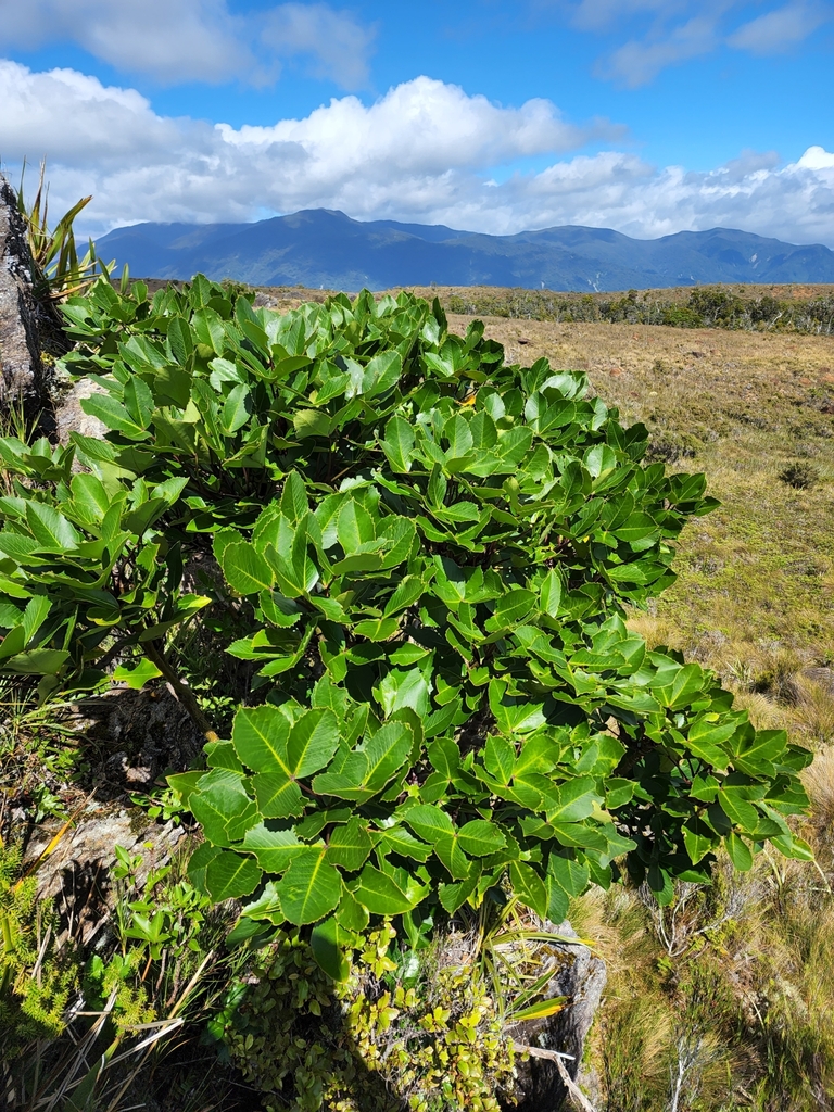 Pseudopanax colensoi ternatus from Jackson Bay, New Zealand on March 12 ...