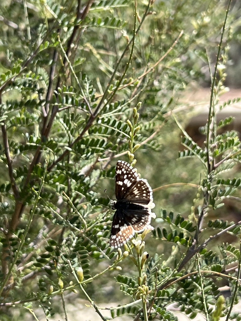 Checkered-Skippers, White-Skippers, and Allies in July 2023 by ...