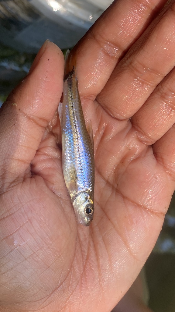 North American Minnows from West Lafayette, IN, US on July 27, 2023 at ...