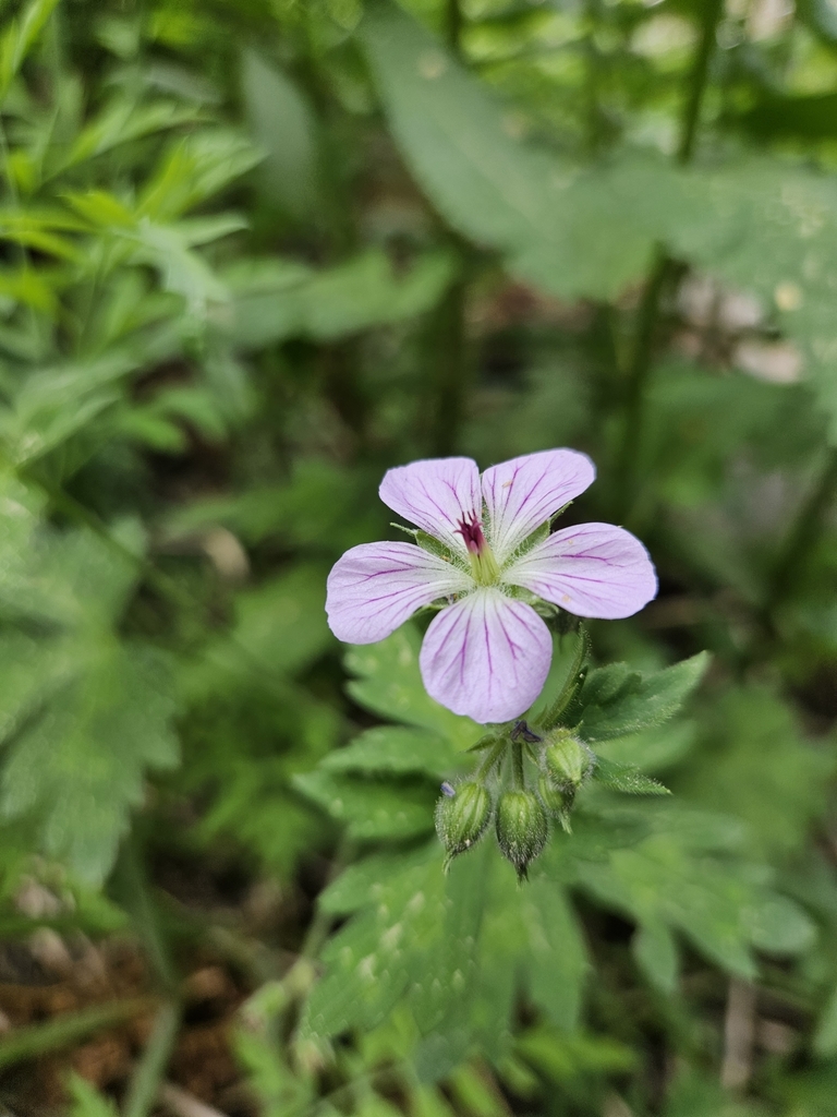 California geranium from Riverside County, CA, USA on July 25, 2023 at ...