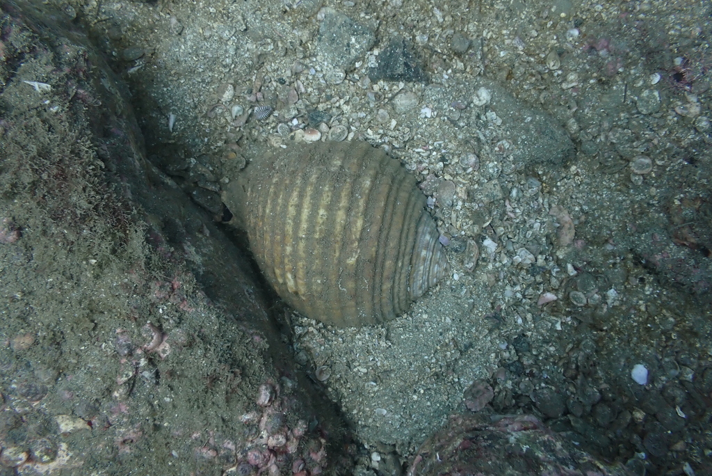 Tun Snails from Guanacaste Province, Bagaces, Costa Rica on 20 July ...