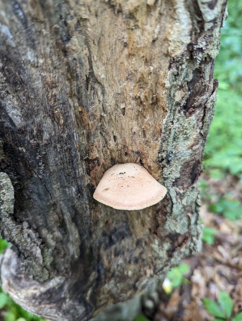 Lentinula reticeps from Richardson County, US-NE, US on July 27, 2023 ...