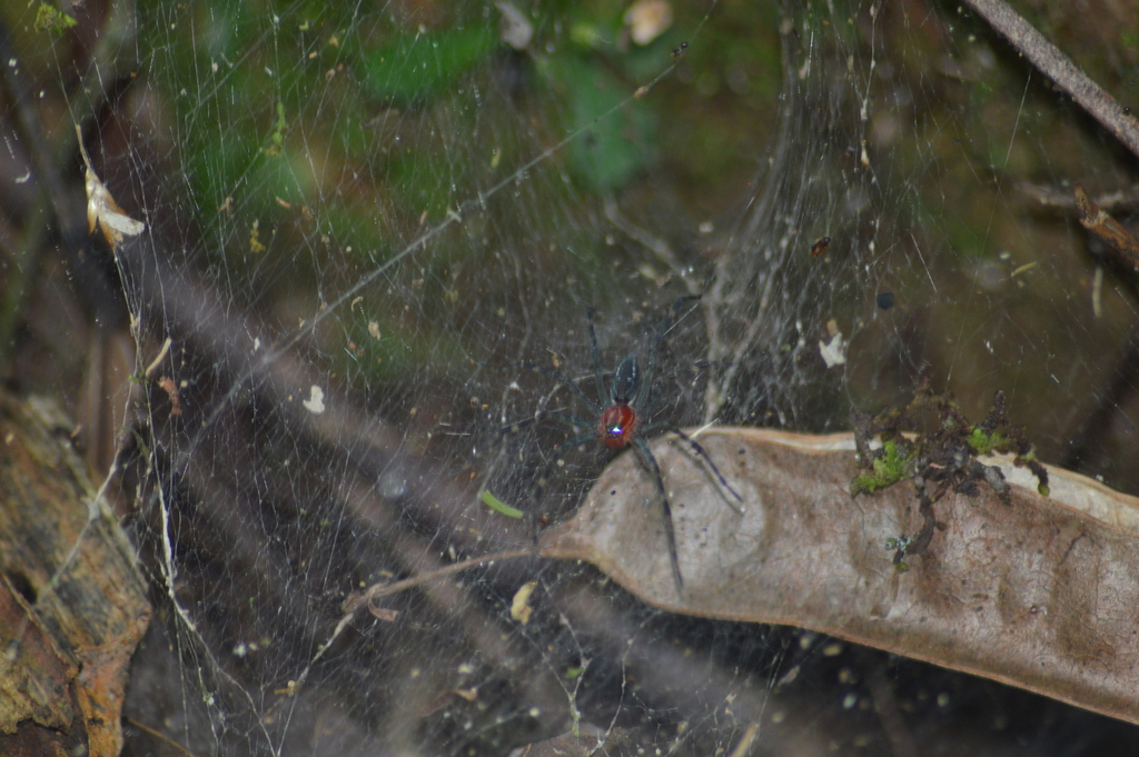 Aglaoctenus castaneus from Parque la Isla on July 27, 2023 at 02:26 PM ...