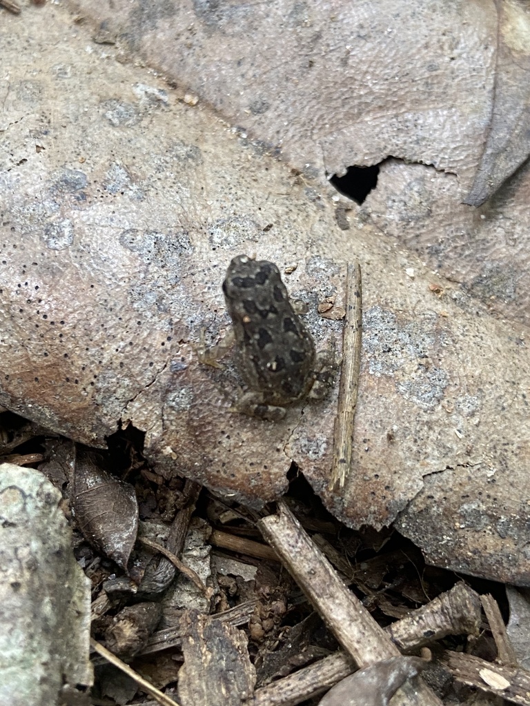 Fowler's Toad from Chattahoochee River National Recreation Area, Marietta, GA, US on July 27 ...