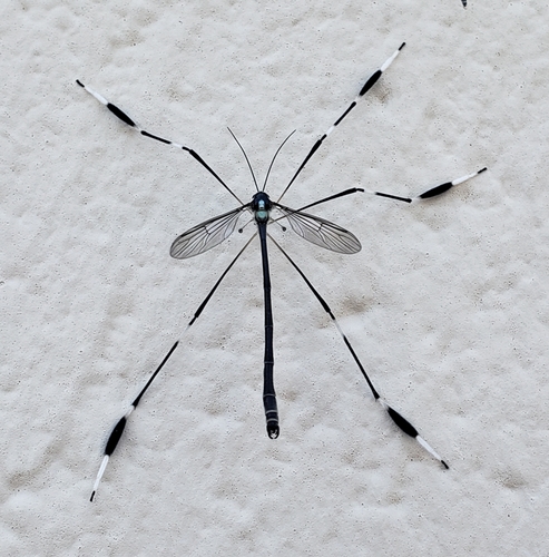 Western Phantom Crane Fly (Bittacomorpha occidentalis) · iNaturalist