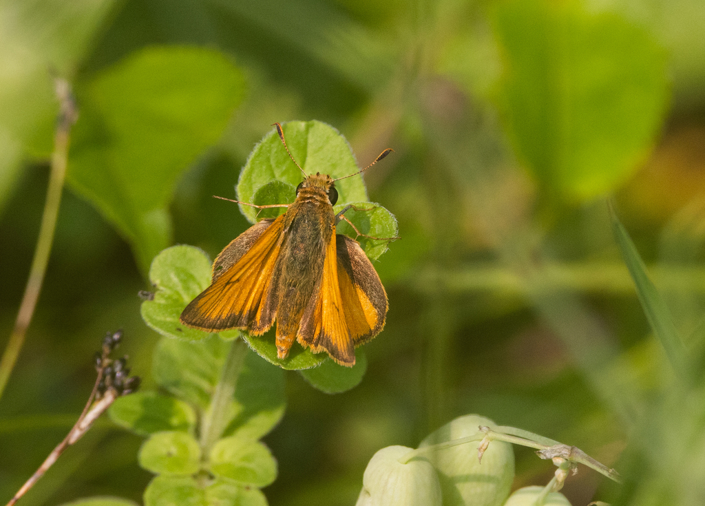 Delaware Skipper from Roger Perry Memorial Preserve on July 17, 2023 at ...