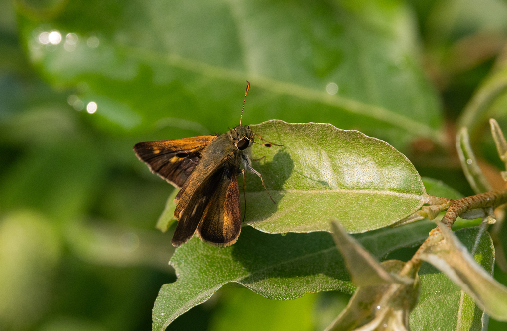 Northern Broken-Dash from Roger Perry Memorial Preserve on July 17 ...