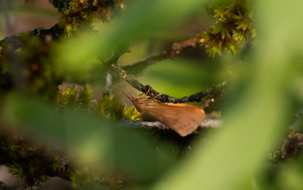 Rusty Virbia Moth from Roger Perry Memorial Preserve on July 17, 2023 ...