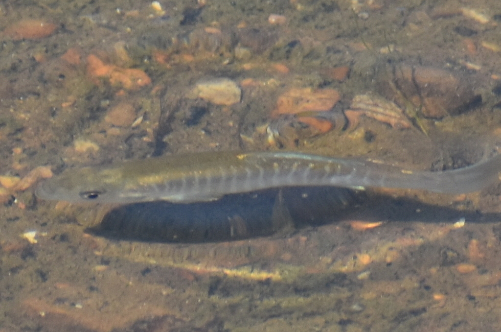 banded killifish in July 2023 by mshah4 · iNaturalist