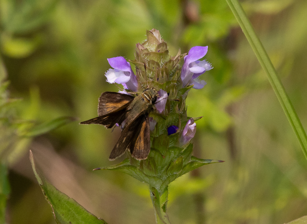 Tawny-edged Skipper from Roger Perry Memorial Preserve on July 17, 2023 ...