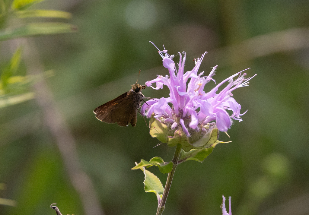 Dun Skipper from Roger Perry Memorial Preserve on July 17, 2023 at 11: ...