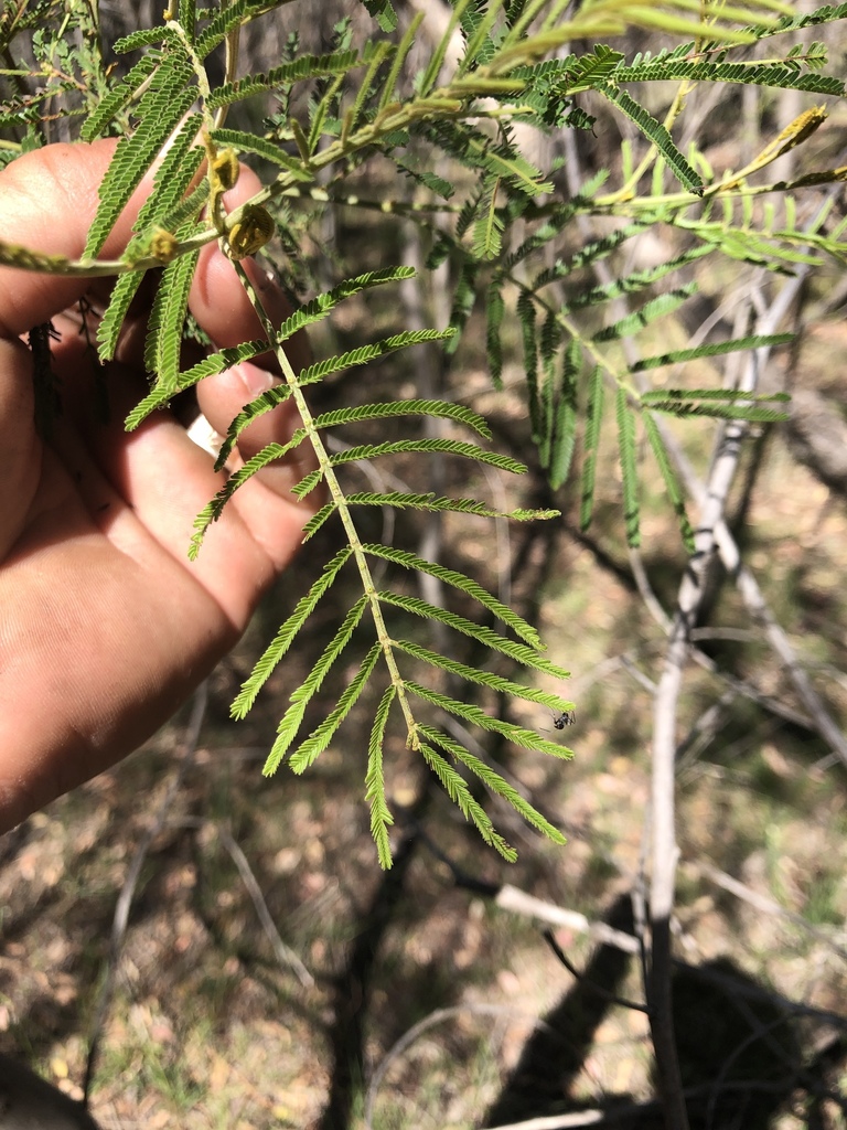 black wattle from Mount Rogers Reserve, Fraser, ACT, AU on January 21 ...