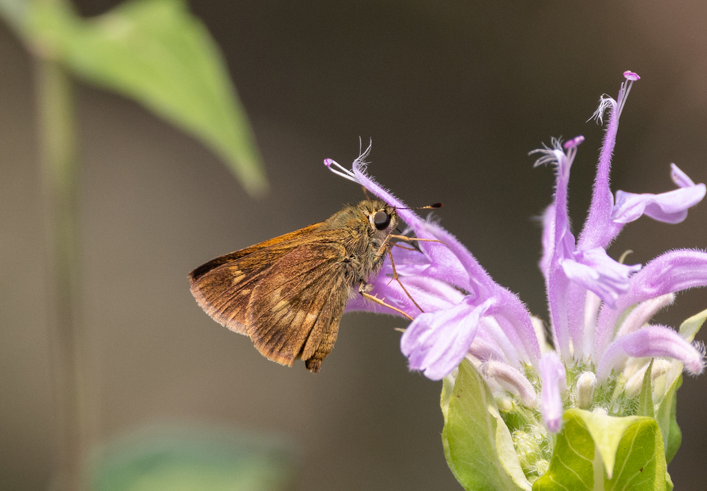 Northern Broken-Dash from Roger Perry Memorial Preserve on July 17 ...