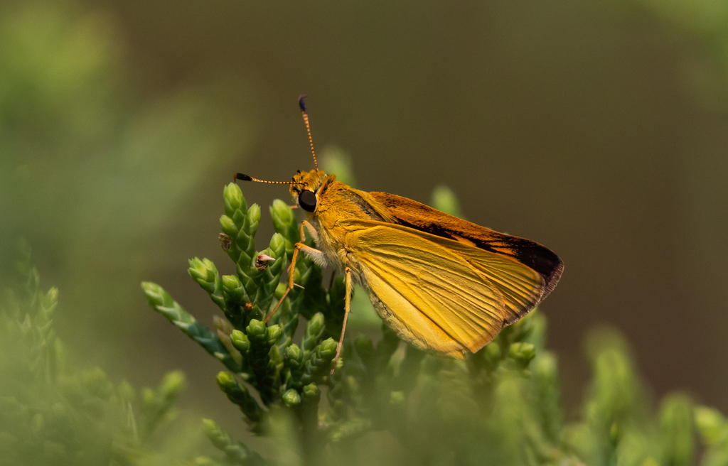 Delaware Skipper from Roger Perry Memorial Preserve on July 17, 2023 at ...