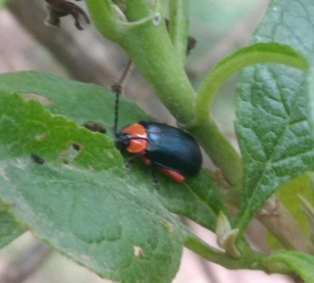 Asphaera abdominalis from Area sin Asignacion de Nombre de Colonia ...