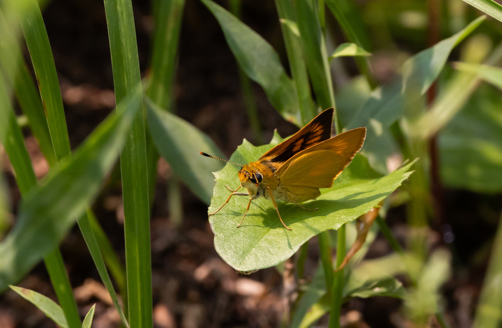 Delaware Skipper from Roger Perry Memorial Preserve on July 17, 2023 at ...