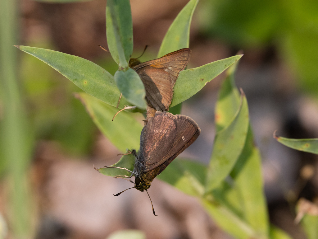 Dun Skipper from Roger Perry Memorial Preserve on July 17, 2023 at 11: ...