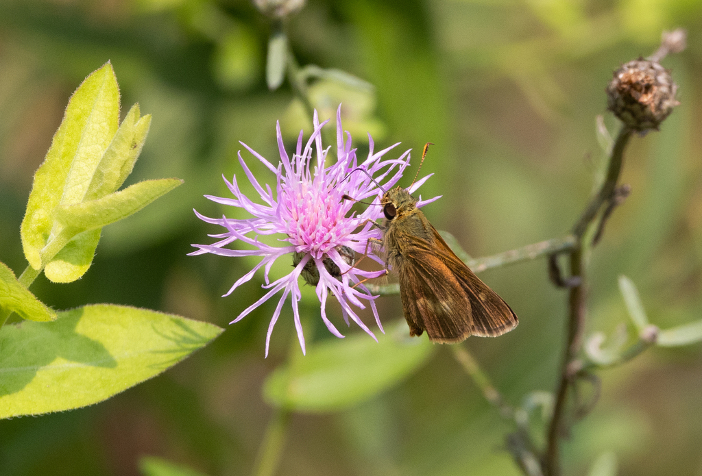 Northern Broken-Dash from Roger Perry Memorial Preserve on July 17 ...