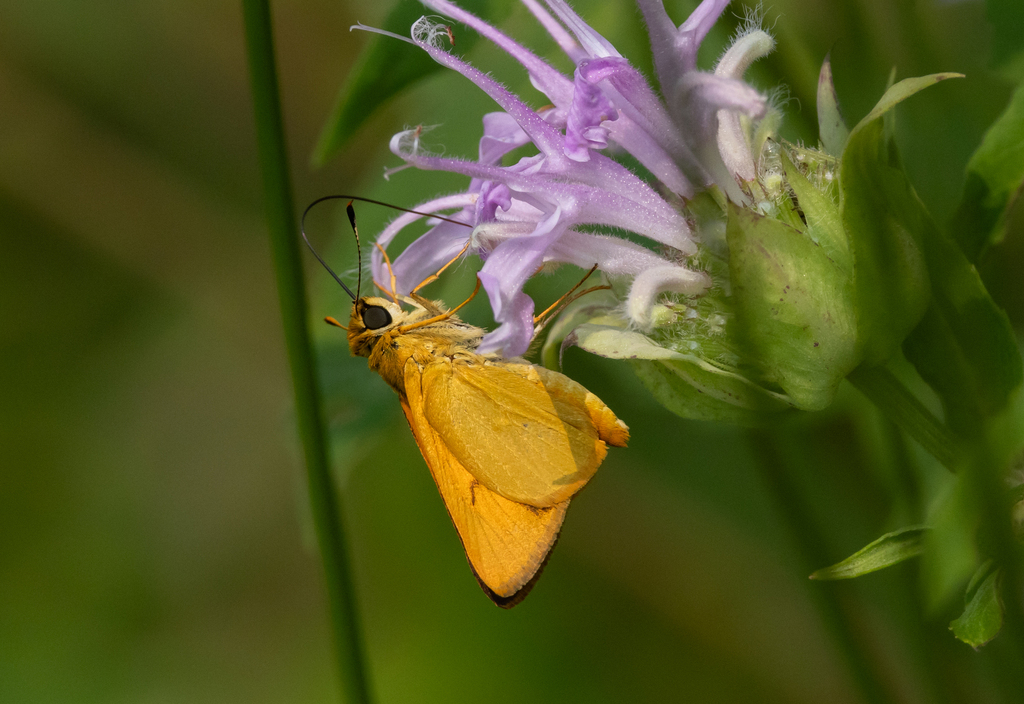 Delaware Skipper from Roger Perry Memorial Preserve on July 17, 2023 at ...