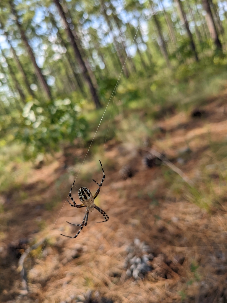 Florida Garden Spider in July 2023 by Eric Ungberg · iNaturalist