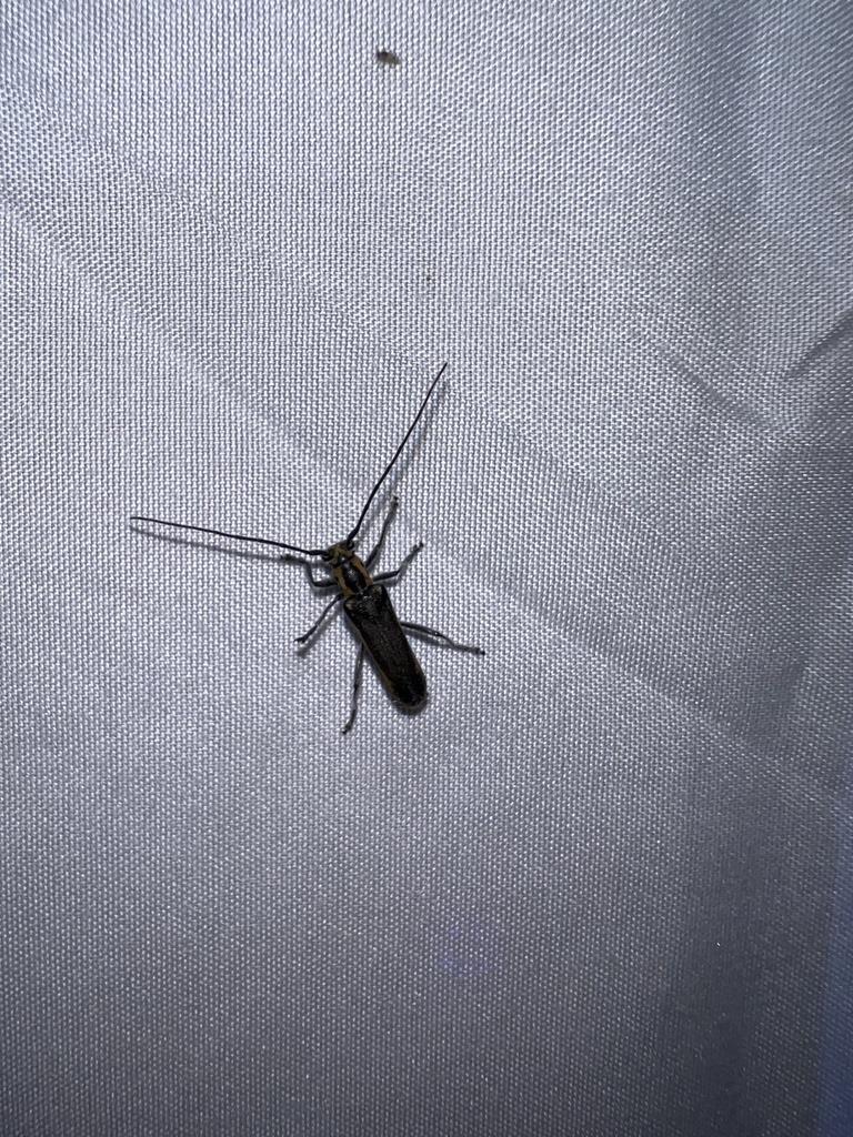 Saperda imitans in July 2023 by Kyle Klotz · iNaturalist