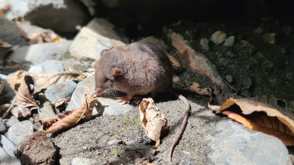 Incan Shrew Opossum from 08145, Perú on July 27, 2023 at 11:35 AM by ...