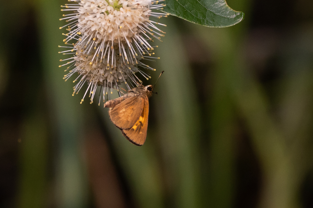 Broad-winged Skipper from Kakiat Park on July 17, 2023 at 03:36 PM by ...