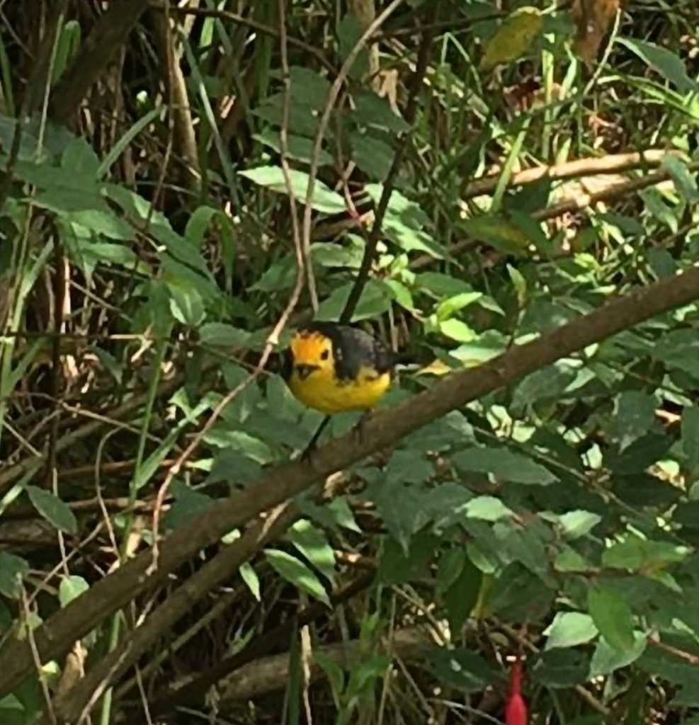 Golden-fronted Redstart from Cajamarca, Tolima, Colombia on July 27 ...