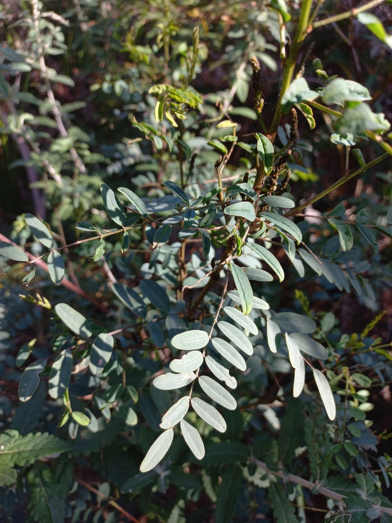 Australian Indigo in July 2023 by Kjell Knable · iNaturalist Australia