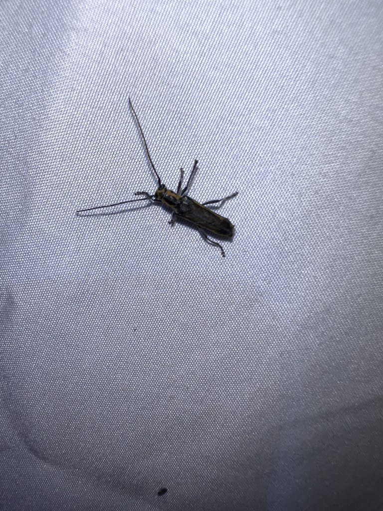 Saperda imitans in July 2023 by Kyle Klotz · iNaturalist