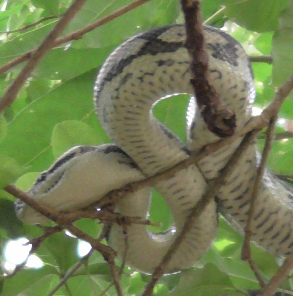 Carpet Python from Watsonville QLD 4887, Australia on July 27, 2023 at ...