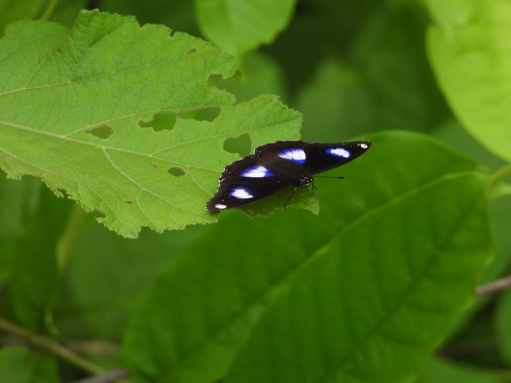 Great Eggfly from Kodavali on July 24, 2023 by Jimmycarter · iNaturalist