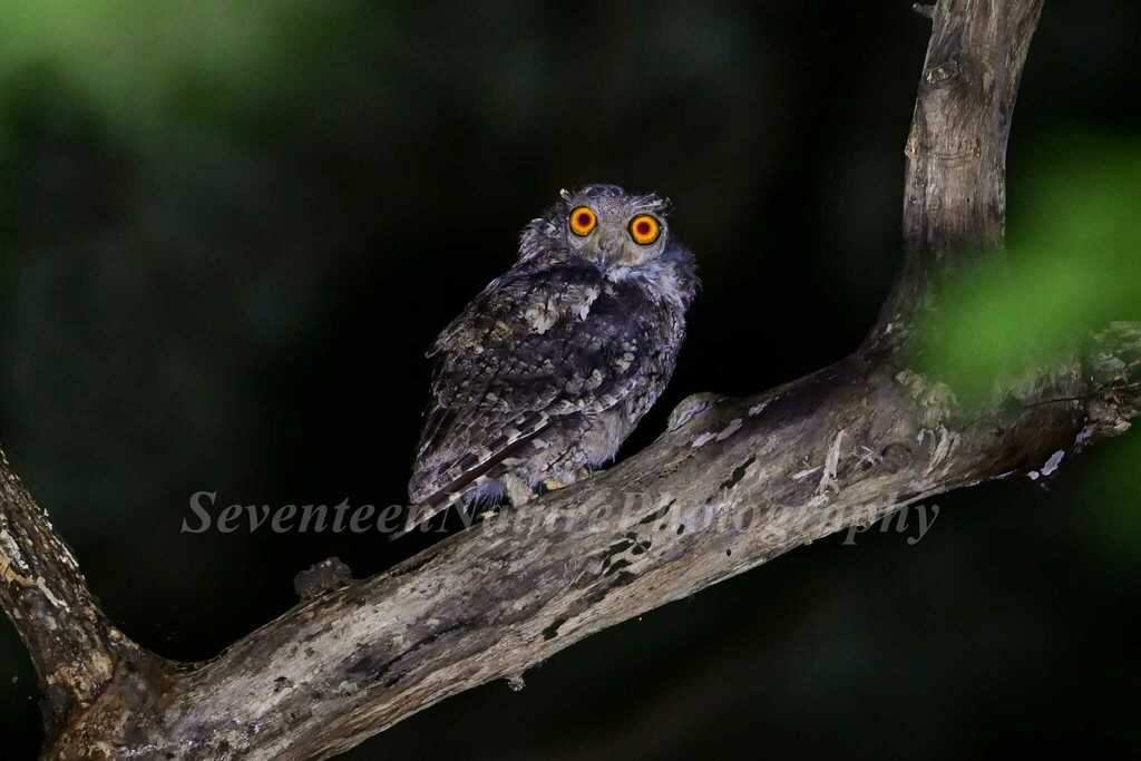 Japanese Scops-Owl in July 2023 by Kaniska · iNaturalist