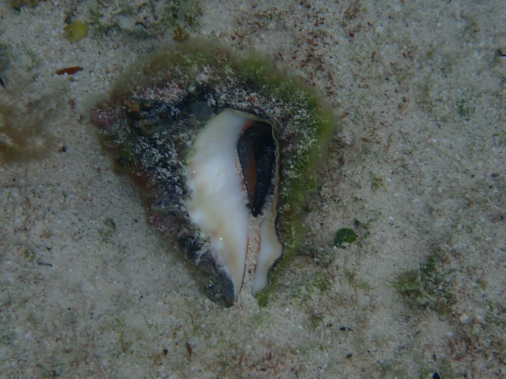 Caribbean Vase from Cozumel, Quintana Roo, Mexico on July 27, 2023 at ...
