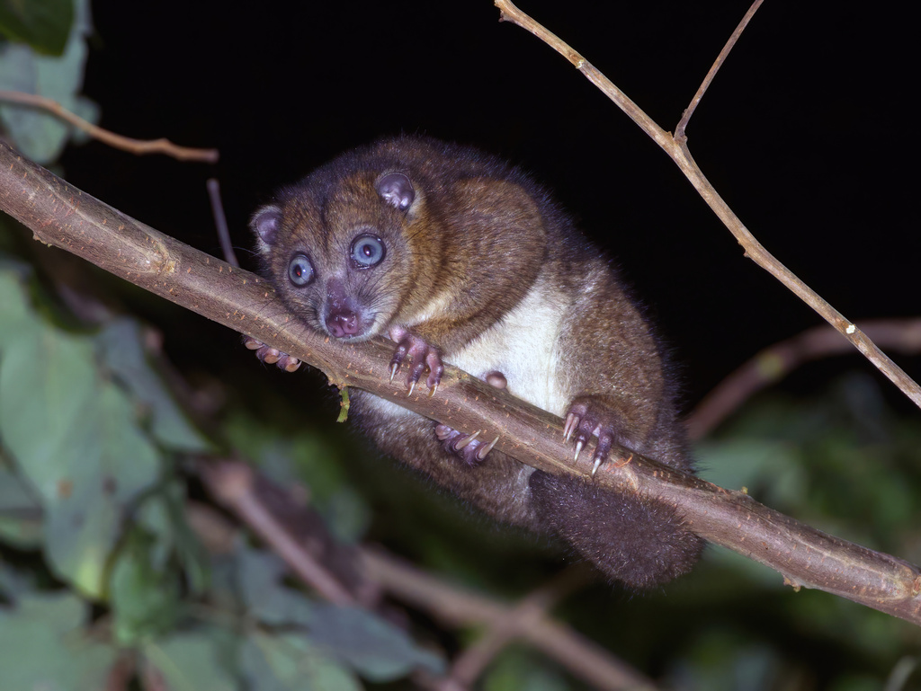 Blue-eyed Cuscus in July 2023 by Scott Baker · iNaturalist
