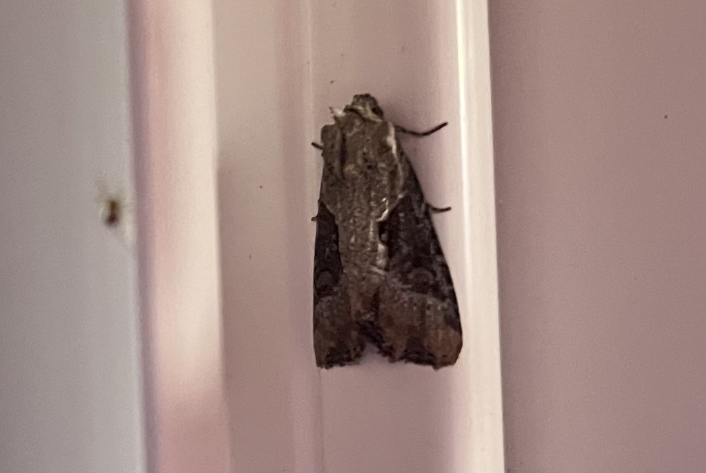 Double-lobed Moth in July 2023 by Nicole Guzik · iNaturalist