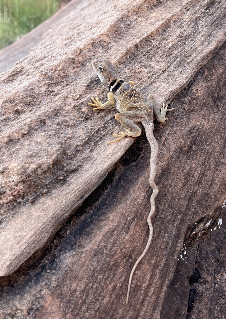 Desert Collared Lizard from Zion National Park, Springdale, UT, US on ...