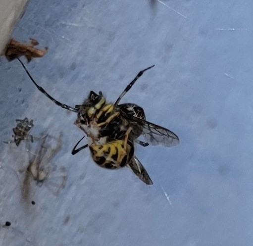 Ground Yellowjackets in July 2023 by Tina. This observation is for the ...