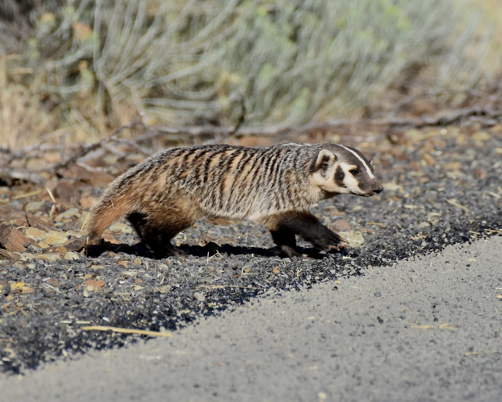 American Badger from Wasco County, OR, USA on July 25, 2023 at 08:20 AM ...