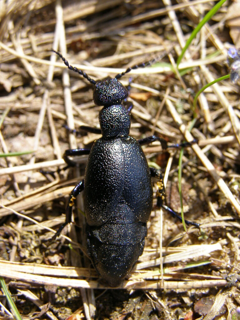 Black Oil Beetle from Gatchinsky District, Leningrad Oblast, Russia on ...