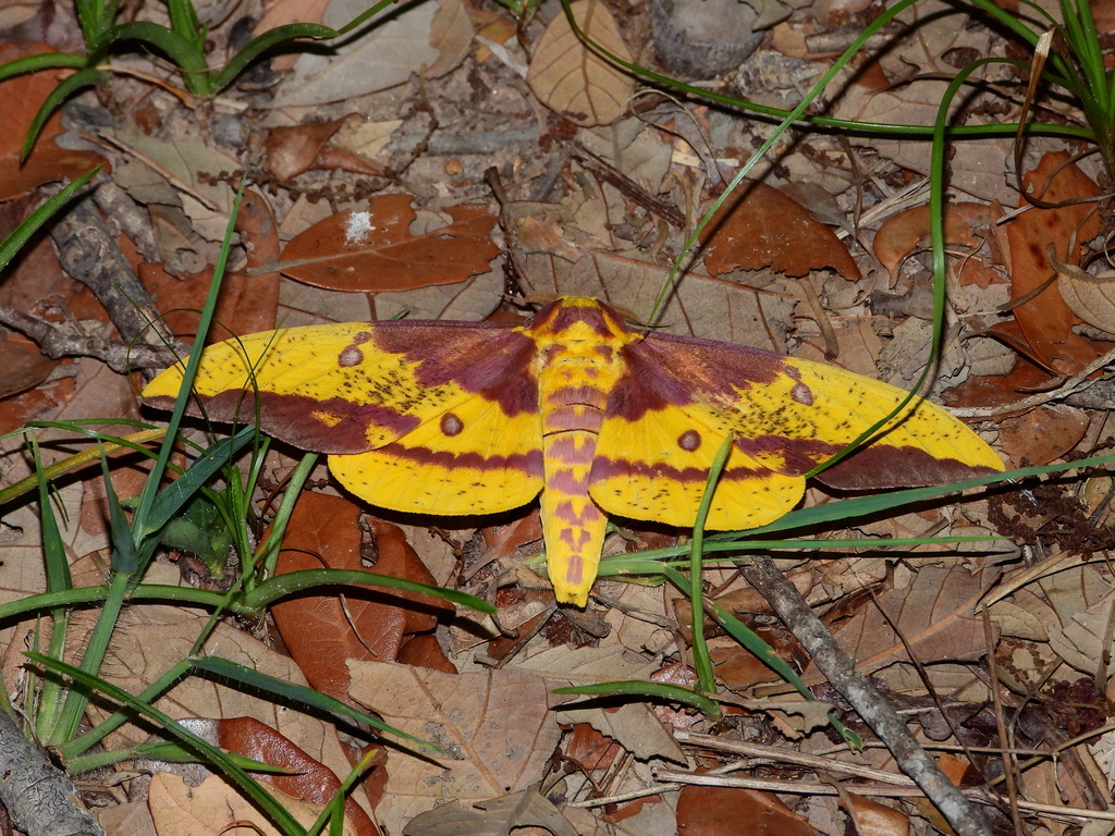 Imperial Moth from Túxpam de Rodríguez Cano, Ver., México on July 22 ...