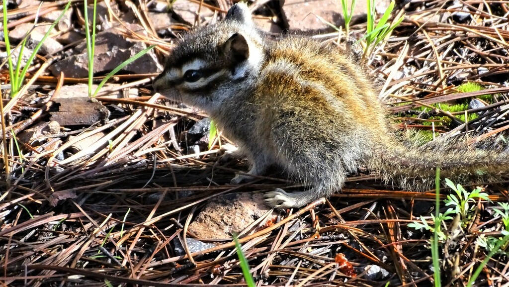 Durango Chipmunk from Pueblo Nuevo, Dgo., México on July 22, 2023 at 09 ...