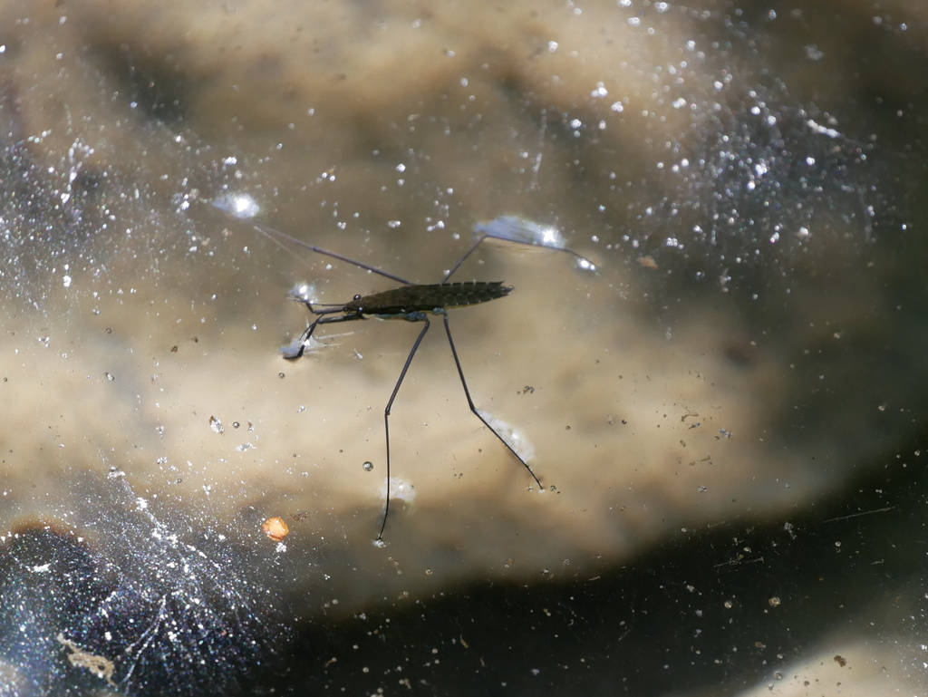 Common Water Strider from Humboldt County, CA, USA on July 27, 2023 at ...