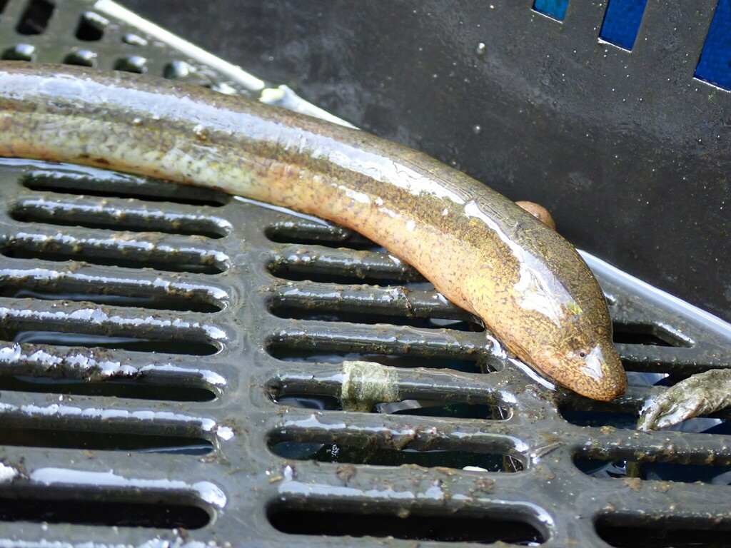 Asian swamp eel from Farm Eco Island, Hong Kong on July 26, 2023 at 05: ...